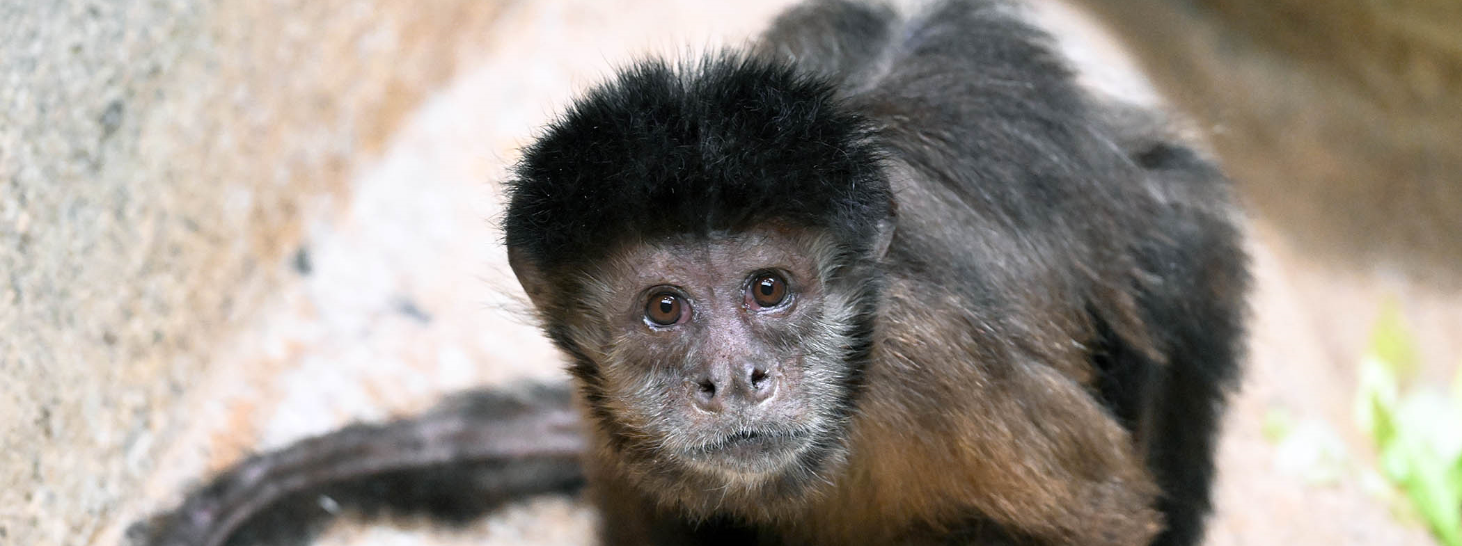 Brookfield Zoo Chicago - Animals at Brookfield Zoo Chicago