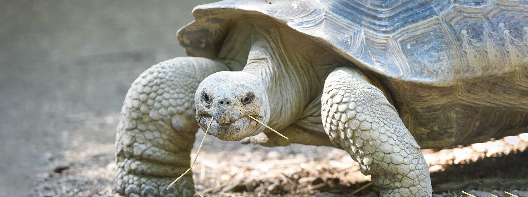 Brookfield Zoo Chicago - ZARD Research Requests