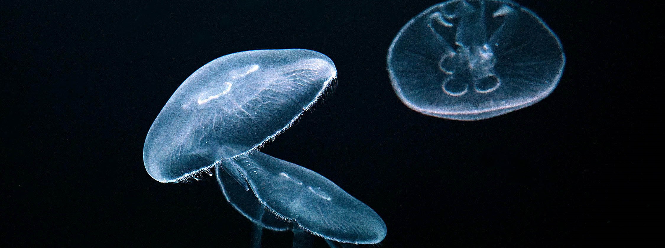 Brookfield Zoo Chicago - Animals at Brookfield Zoo Chicago