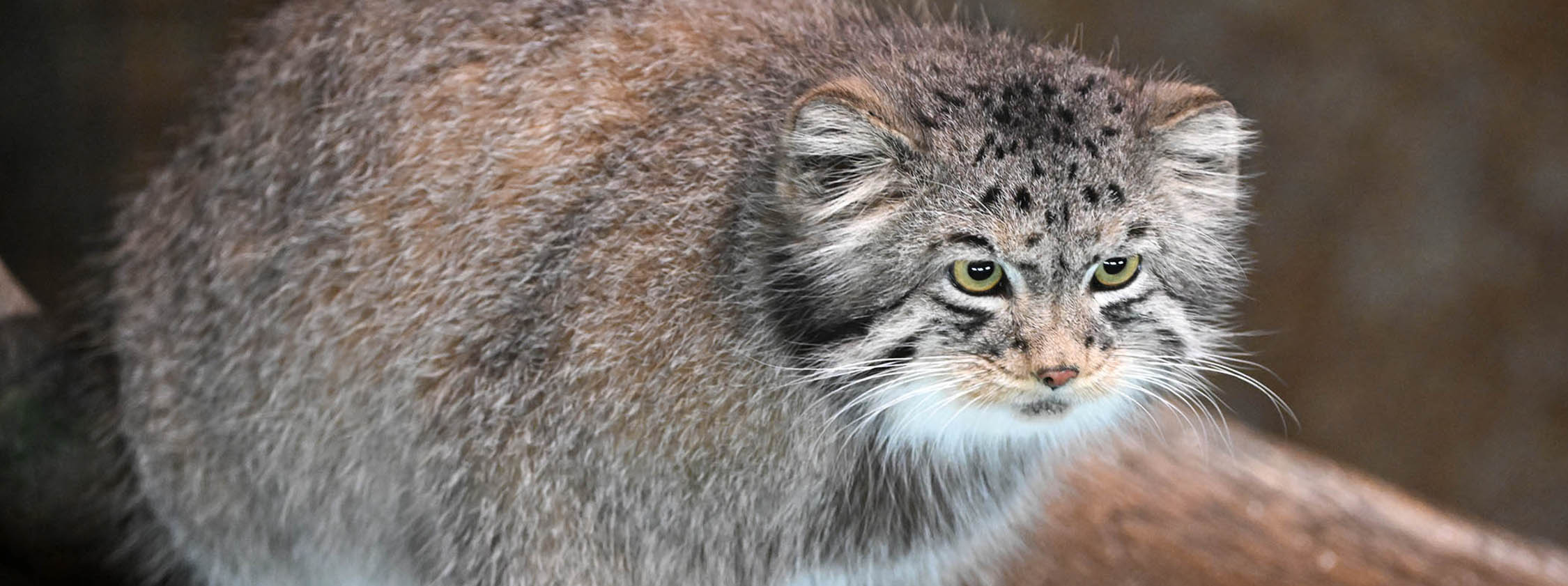 Brookfield Zoo Chicago - Animals at Brookfield Zoo Chicago