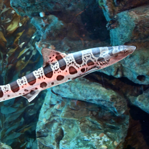 Brookfield Zoo Chicago - Adopt an Animal and Share the Care at ...