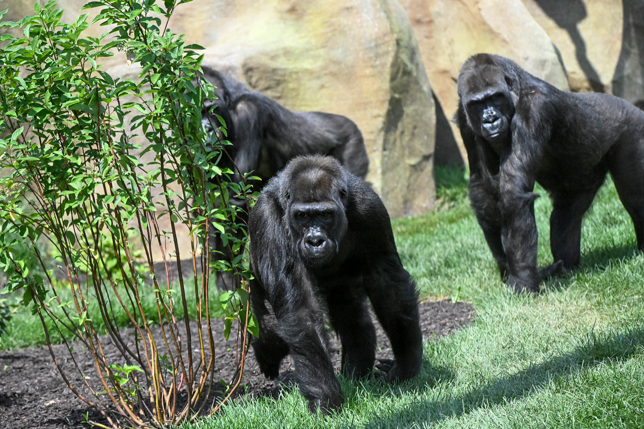 Brookfield Zoo Chicago - Stories: Brookfield Zoo Chicago