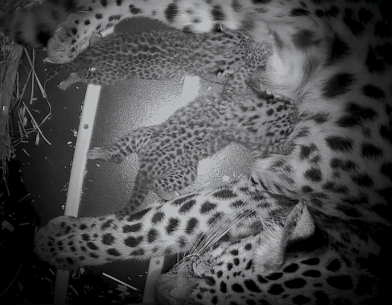 Brookfield Zoo Chicago - Stories: Brookfield Zoo Chicago