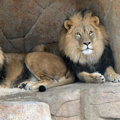 Brookfield Zoo Chicago - Events at Brookfield Zoo Chicago