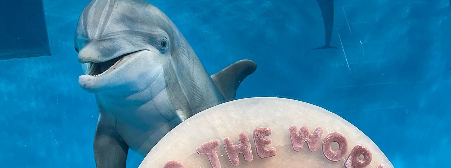 Brookfield Zoo Chicago - Brookfield Zoo Dolphin Blog