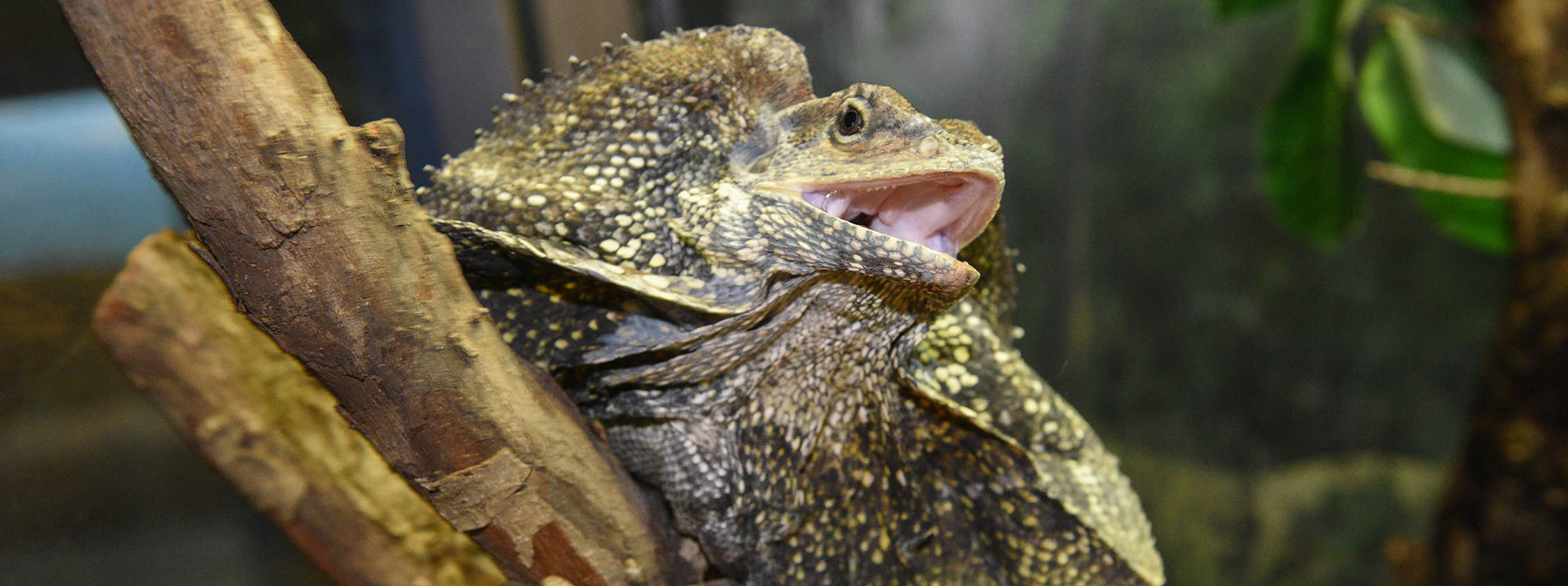 Brookfield Zoo Chicago - Animals at Brookfield Zoo Chicago