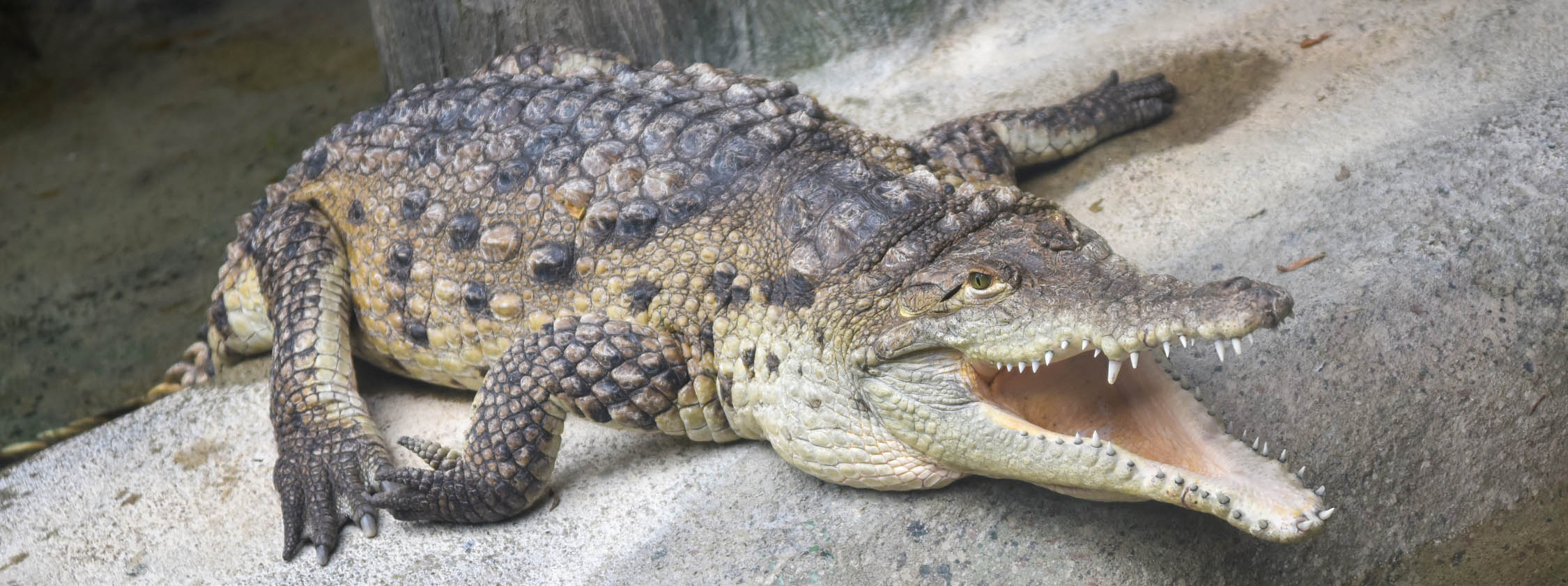 Brookfield Zoo Chicago - Animals at Brookfield Zoo Chicago