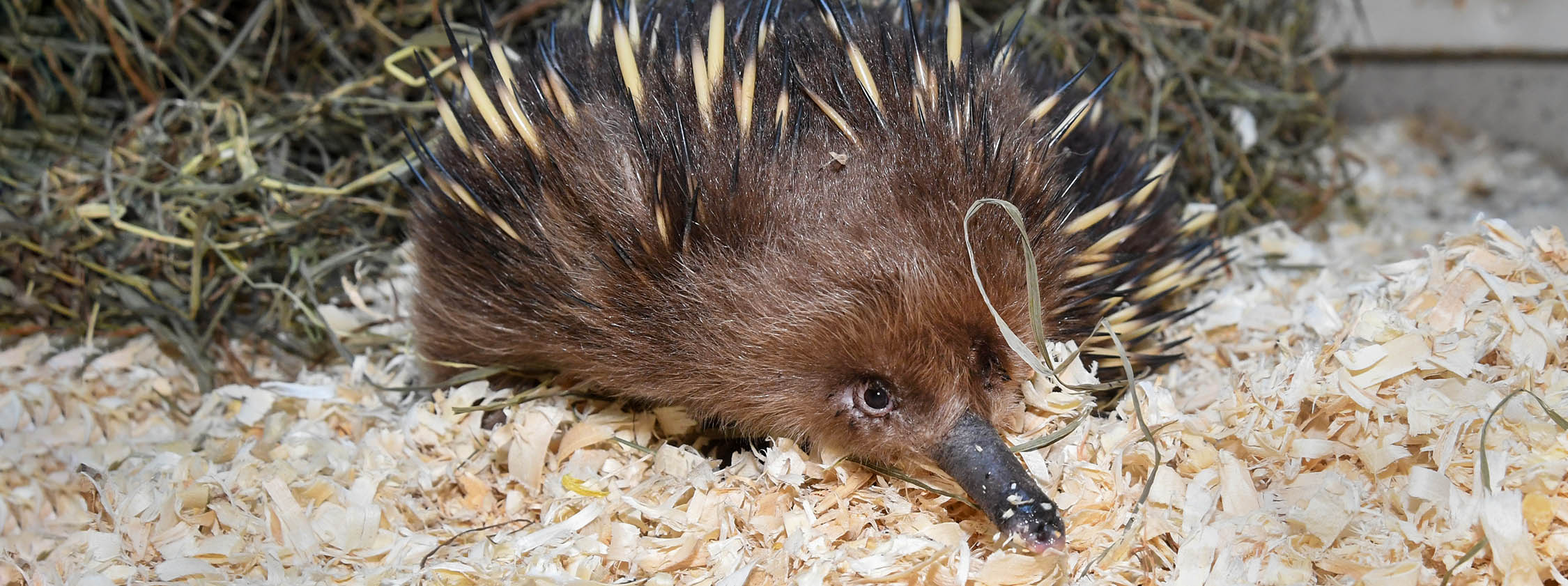Brookfield Zoo Chicago - Animals at Brookfield Zoo Chicago