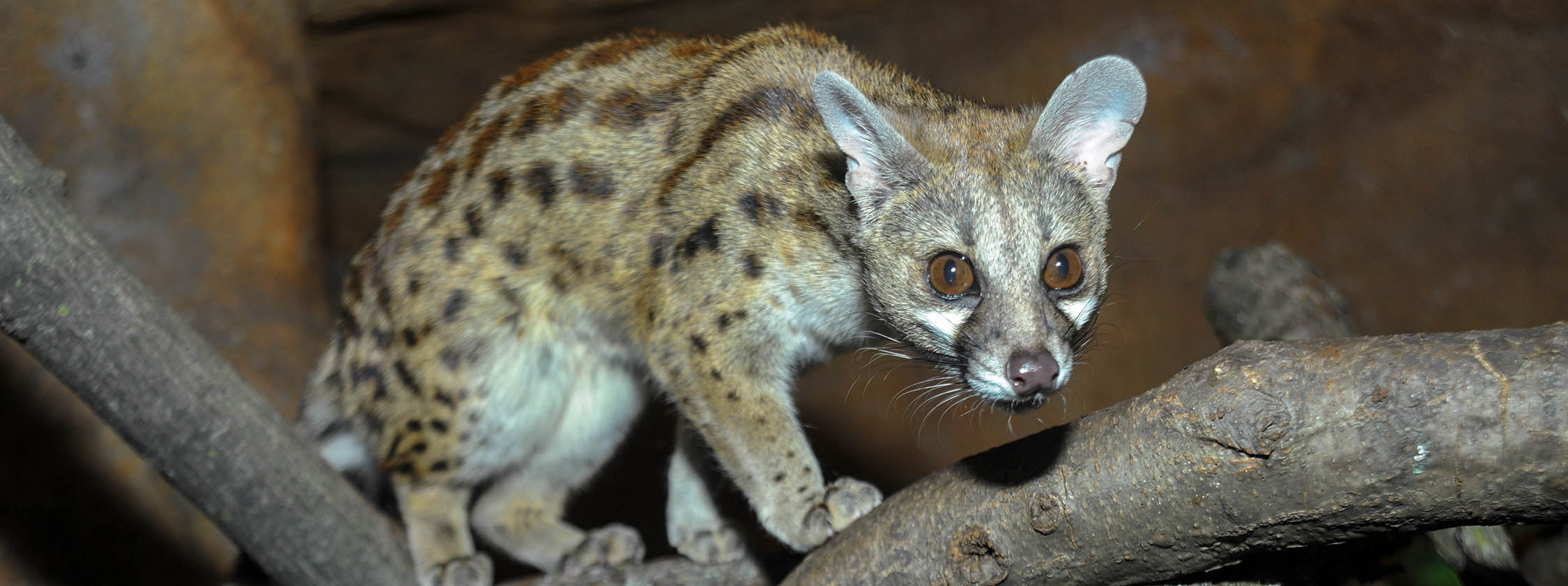 Brookfield Zoo Chicago - Animals at Brookfield Zoo Chicago