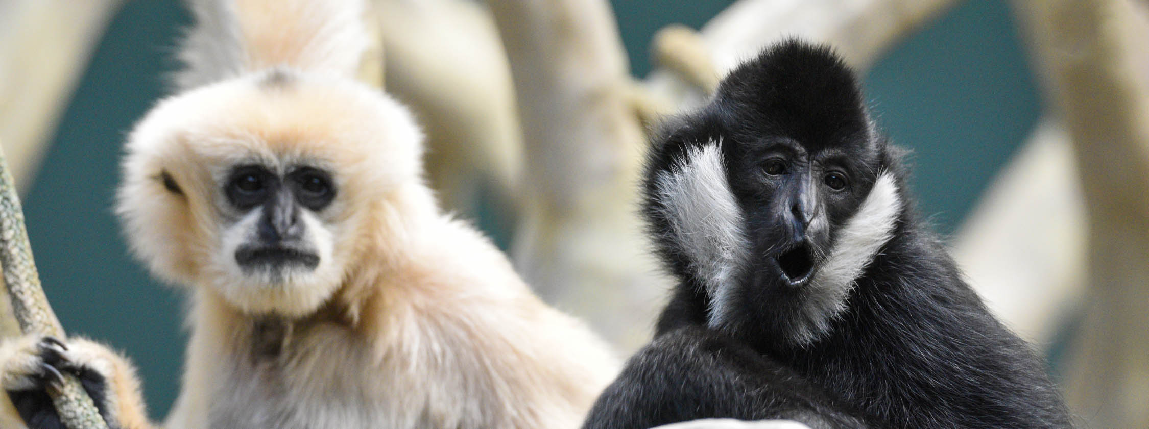 Brookfield Zoo Chicago - Animals at Brookfield Zoo Chicago