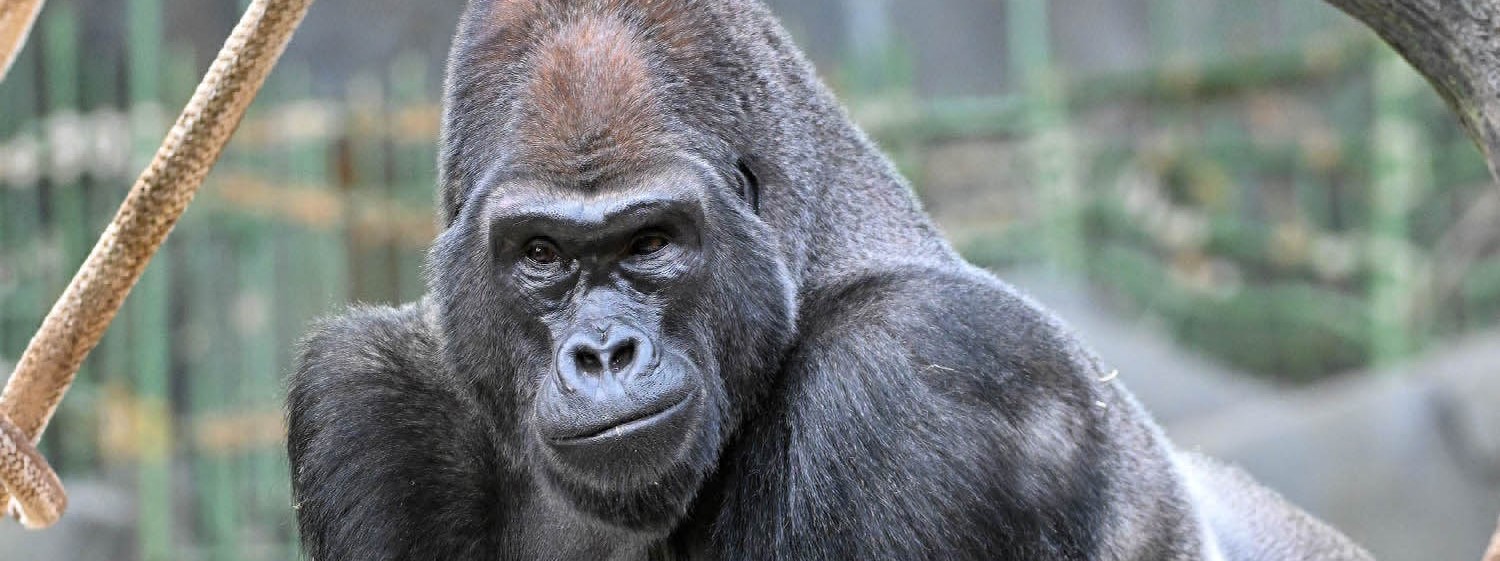 Brookfield Zoo Chicago - Brookfield Zoo & The Chicago Zoological ...