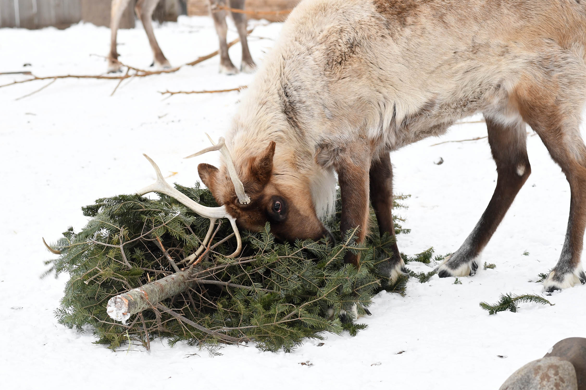 Brookfield Zoo Chicago - Brookfield Zoo Chicago Press Room