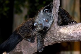 Brookfield Zoo Chicago - Brookfield Zoo Chicago