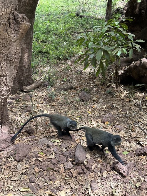 Brookfield Zoo Chicago - Brookfield Zoo Membership